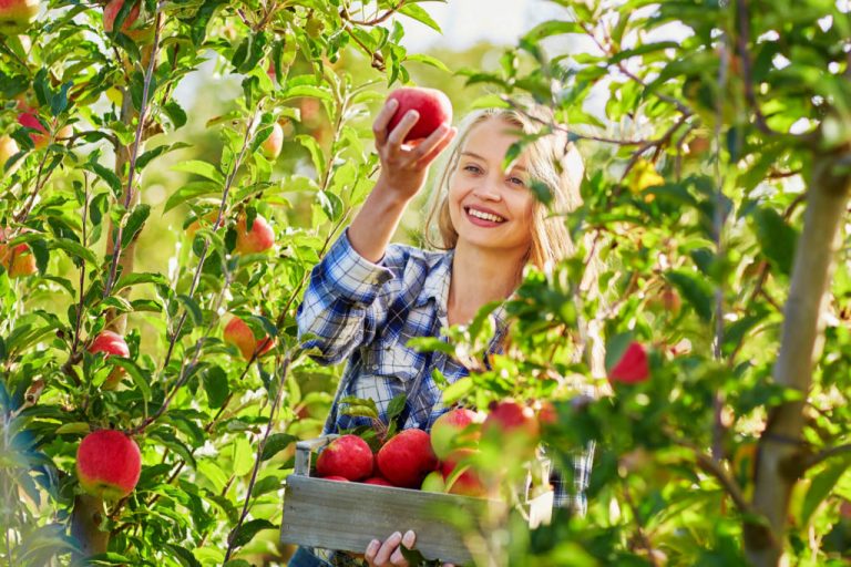 5 frutíferas para se ter no jardim de casa | HM Jardins - Floricultura ...